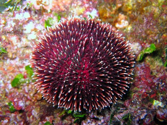Echinoidea; Clypeasteroida; Oursins