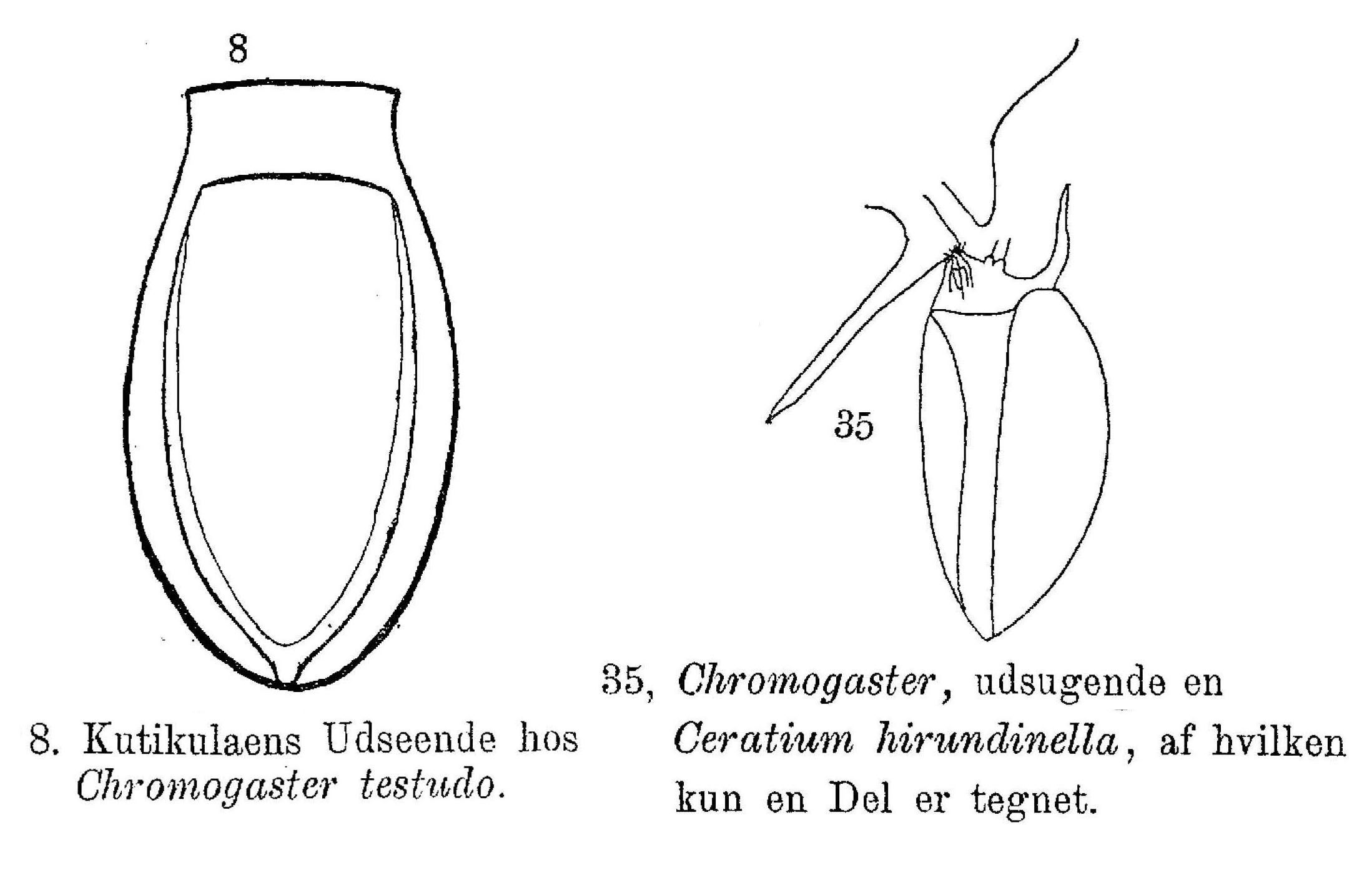 WoRMS - World Register of Marine Species - Photogallery