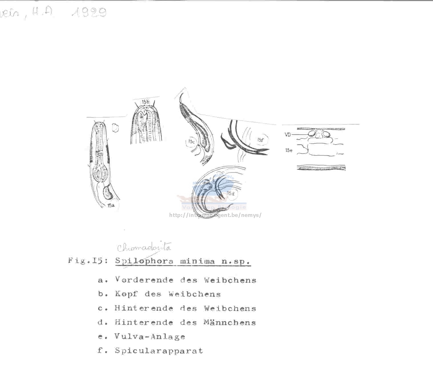 WoRMS World Register Of Marine Species WoRMS World Register Of Marine Species