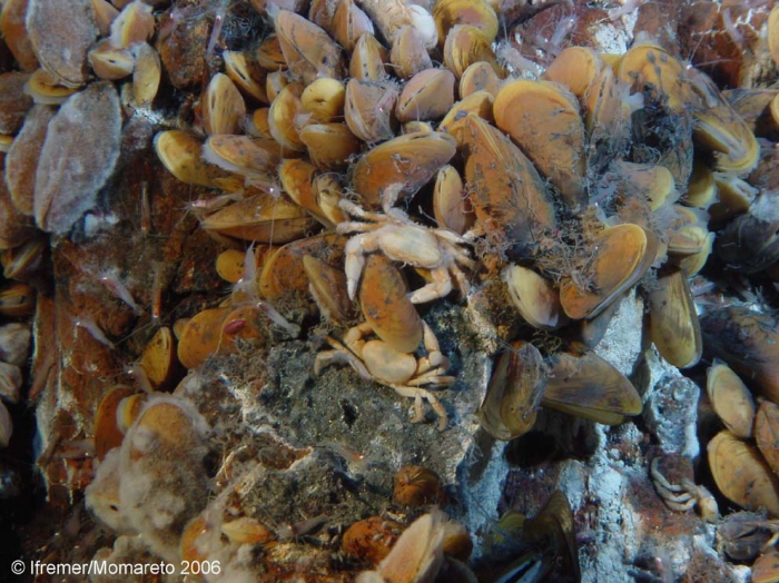 Bathymodiolus azoricus (Mussel)