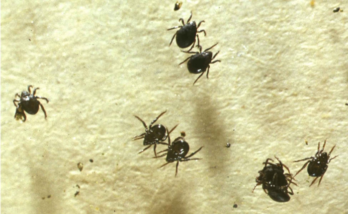 WoRMS - World Register of Marine Species - Photogallery