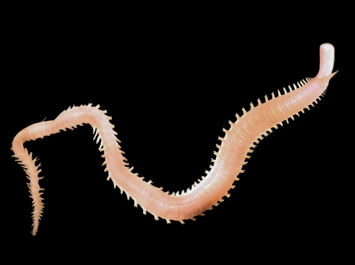 WoRMS - World Register of Marine Species - Photogallery