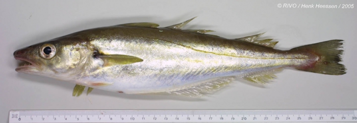 Merlangius - Alchetron, The Free Social Encyclopedia