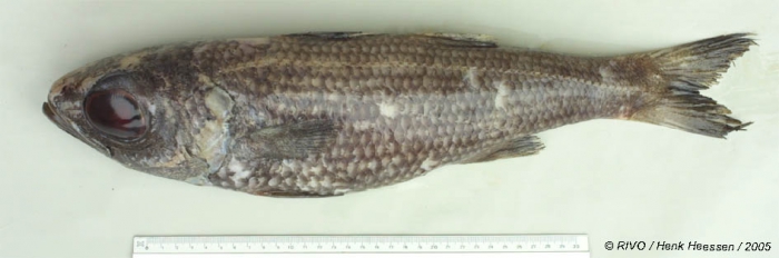 Epigonus telescopus ~ Details with Photos