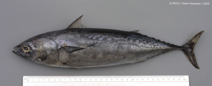 Trupec, Auxis rochei Risso,1810, Frigate mackerel