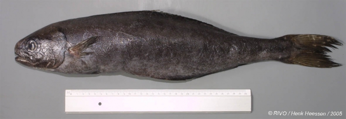 Črnuh, Centrolophus niger (Gmelin,1788), Black fish