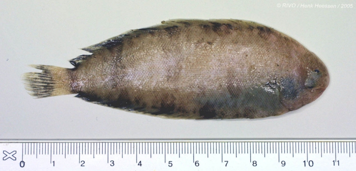 Progasti list, Microchirus variegatus (Donovan, 1808), Thick-backed sole
