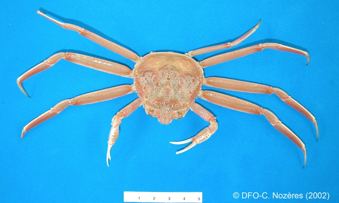 Opilio Crab Underwater Clusters