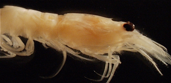 Crangon septemspinosa (Sand shrimp) (Sevenspine bay shrimp)