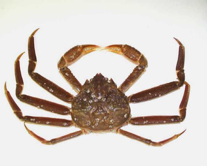 Opilio Crab Underwater Clusters