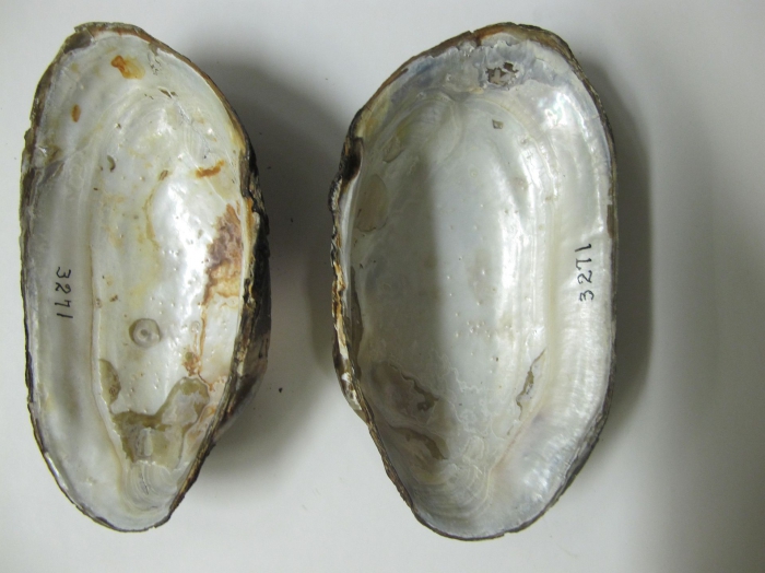 WoRMS - World Register of Marine Species - Photogallery