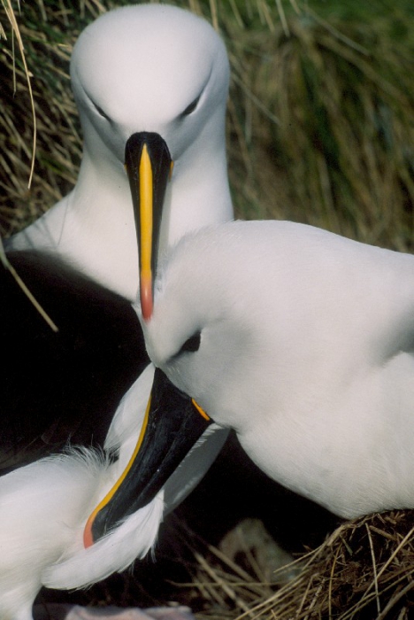 Indian Yellow-nosed Albatross (10 Endangered birds of Tasmania ...