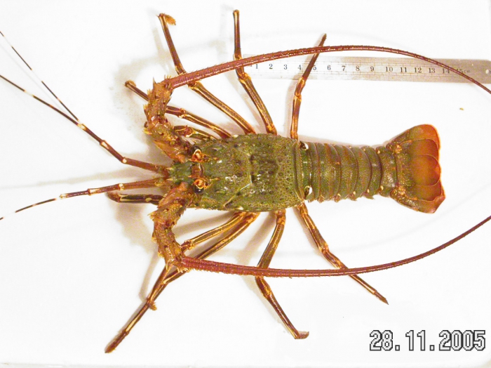 Panulirus stimpsoni (Chinese spiny lobster)