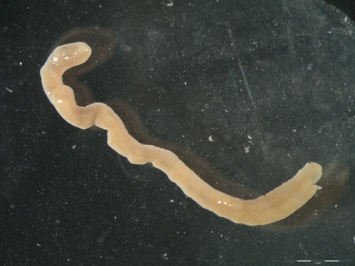 WoRMS - World Register of Marine Species - Photogallery