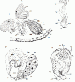 WoRMS - World Register of Marine Species - Photogallery