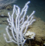 WoRMS - World Register of Marine Species - Photogallery