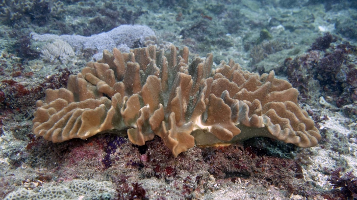 WoRMS - World Register of Marine Species