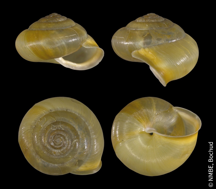 WoRMS - World Register of Marine Species - Photogallery