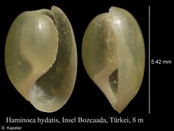 WoRMS - World Register of Marine Species - Haminoea W. Turton ...