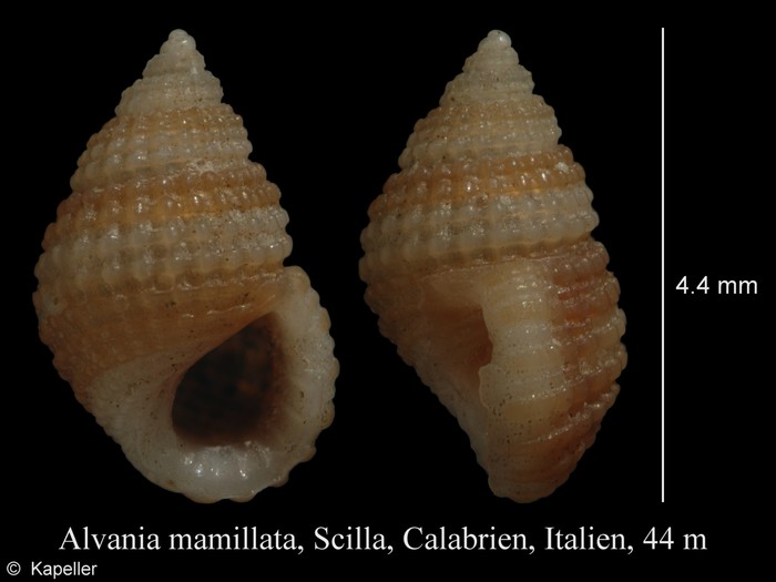 Molluscabase