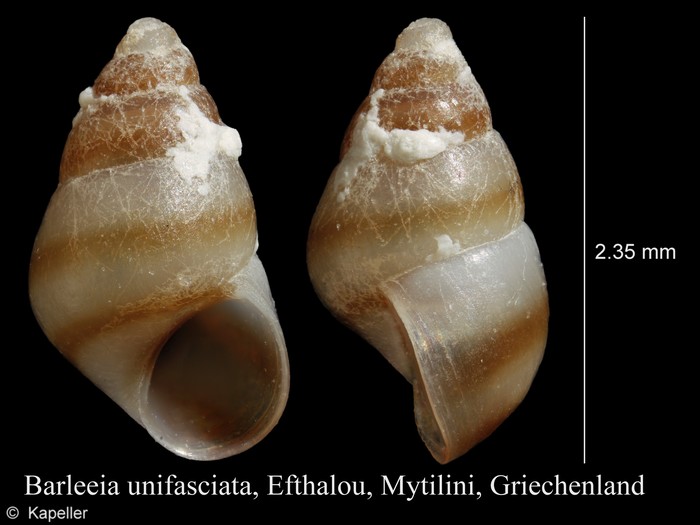 WoRMS - World Register of Marine Species