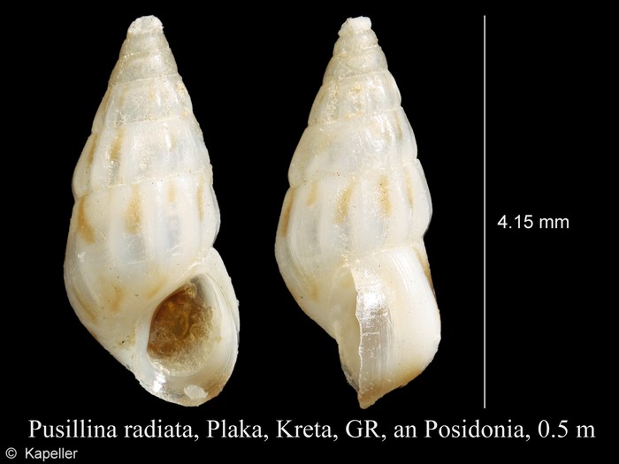 WoRMS - World Register of Marine Species
