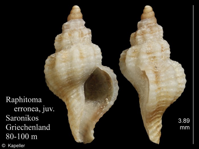 WoRMS - World Register of Marine Species