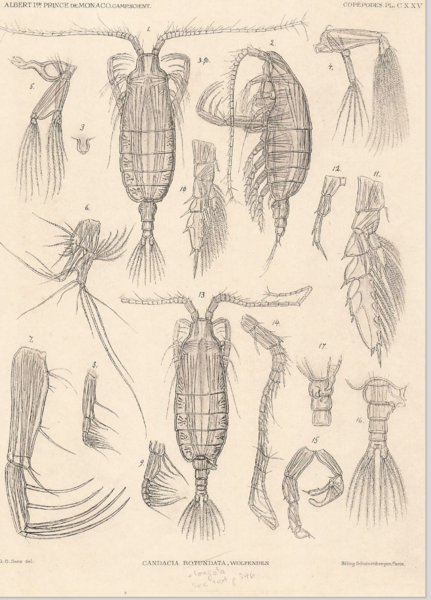 The World of Copepods - Photogallery