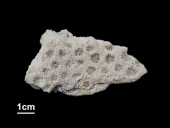 WoRMS - World Register of Marine Species