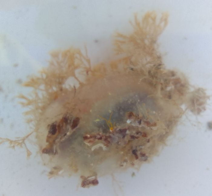 WoRMS - World Register of Marine Species