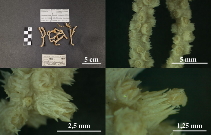 WoRMS - World Register of Marine Species