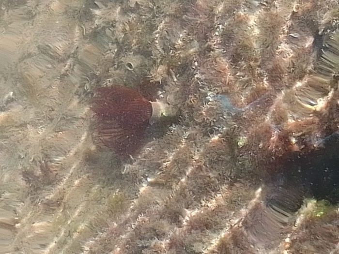 WoRMS - World Register of Marine Species - Photogallery