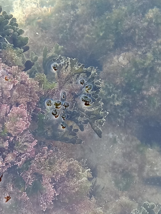 WoRMS - World Register of Marine Species