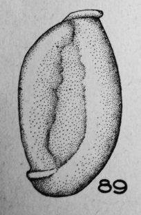 WoRMS - World Register of Marine Species