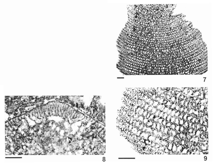 Foraminifera - The World Foraminifera Database - Photogallery