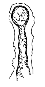 WoRMS - World Register of Marine Species - Photogallery