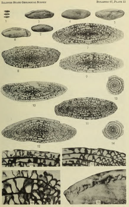 WoRMS - World Register of Marine Species - Photogallery