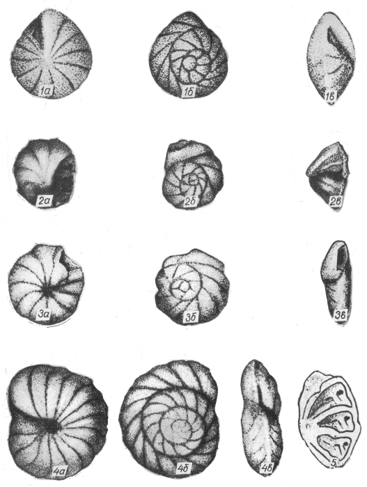 WoRMS - World Register of Marine Species