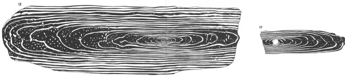 Foraminifera - The World Foraminifera Database - Photogallery