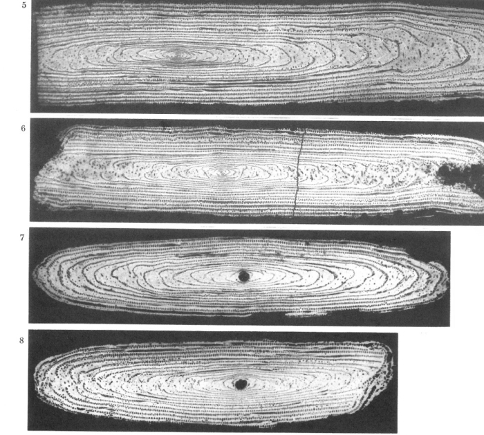 Foraminifera - The World Foraminifera Database - Photogallery