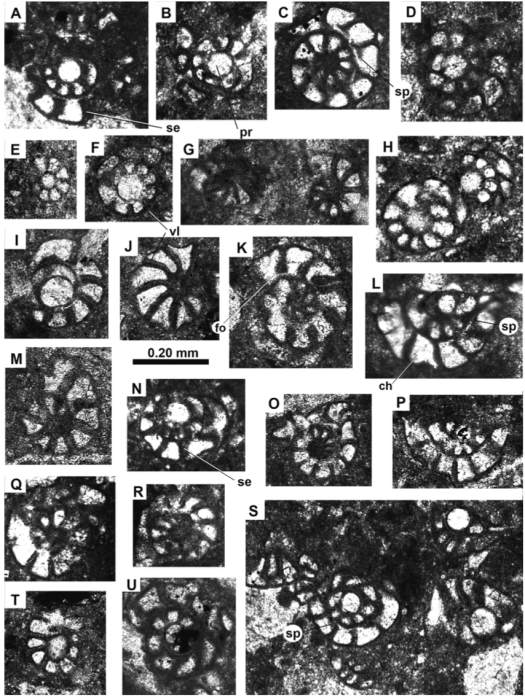 WoRMS - World Register of Marine Species