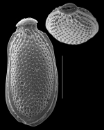 WoRMS - World Register of Marine Species - Photogallery