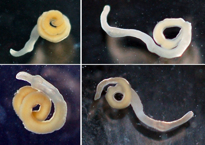 WoRMS - World Register of Marine Species - Photogallery