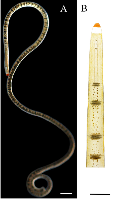 WoRMS - World Register of Marine Species - Photogallery