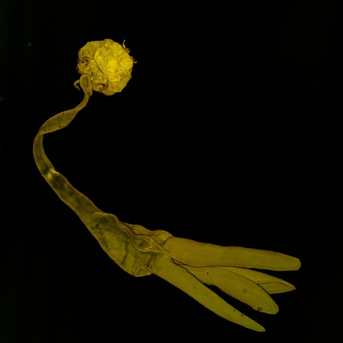 WoRMS - World Register of Marine Species