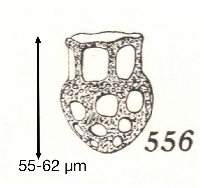 WoRMS - World Register of Marine Species - Photogallery