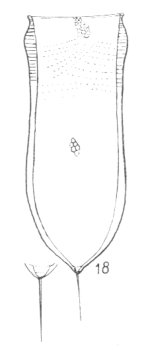 WoRMS - World Register of Marine Species - Photogallery