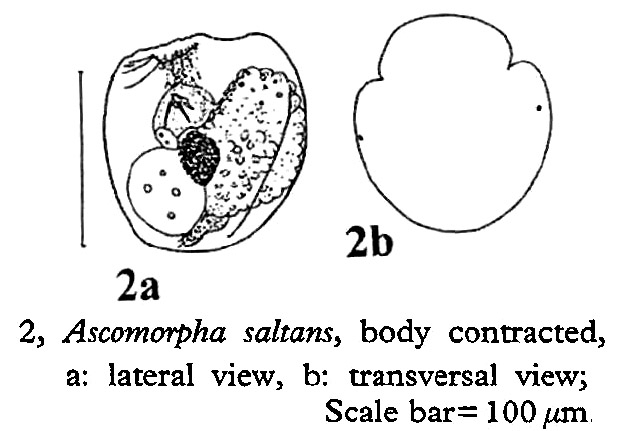 WoRMS - World Register of Marine Species - Photogallery