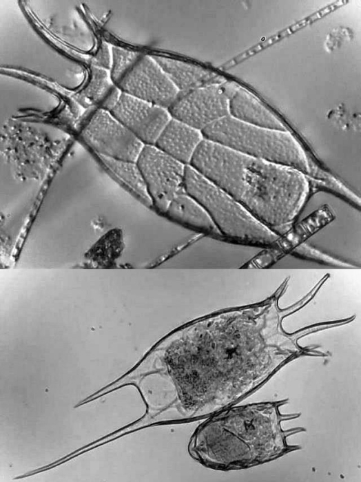 Rotifer World Catalog - image