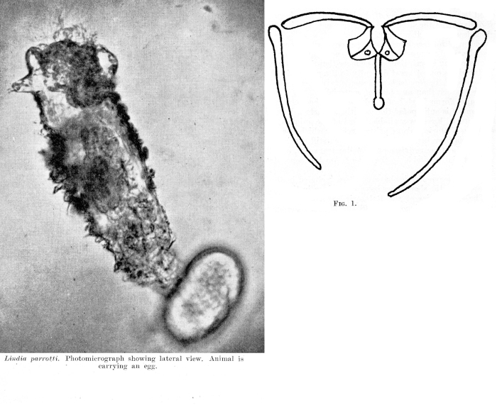 Rotifer World Catalog - image